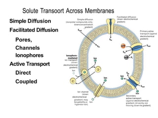 Biological Membranes powerpoint presentaions | PPT