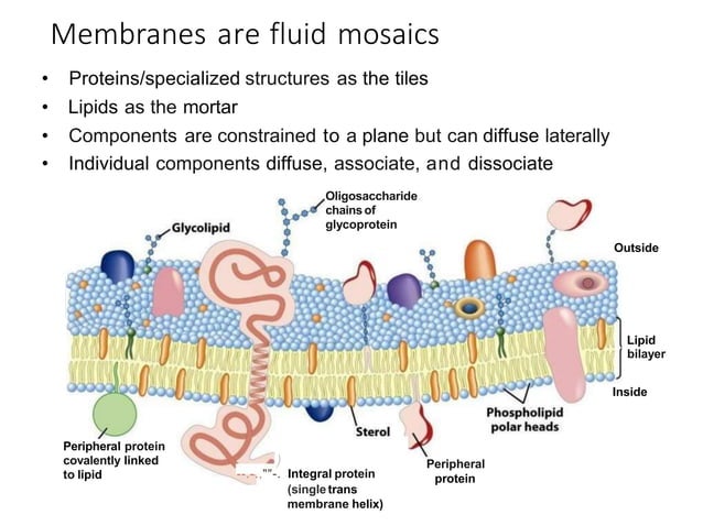 Biological Membranes powerpoint presentaions | PPT