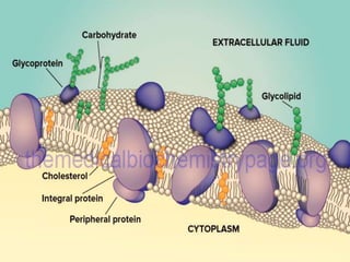 Biological membranes and transport | PPTX