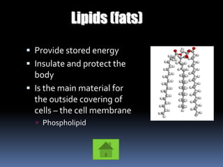 Biological Molecules - The "Big 5" | PPTX | Chemistry | Science