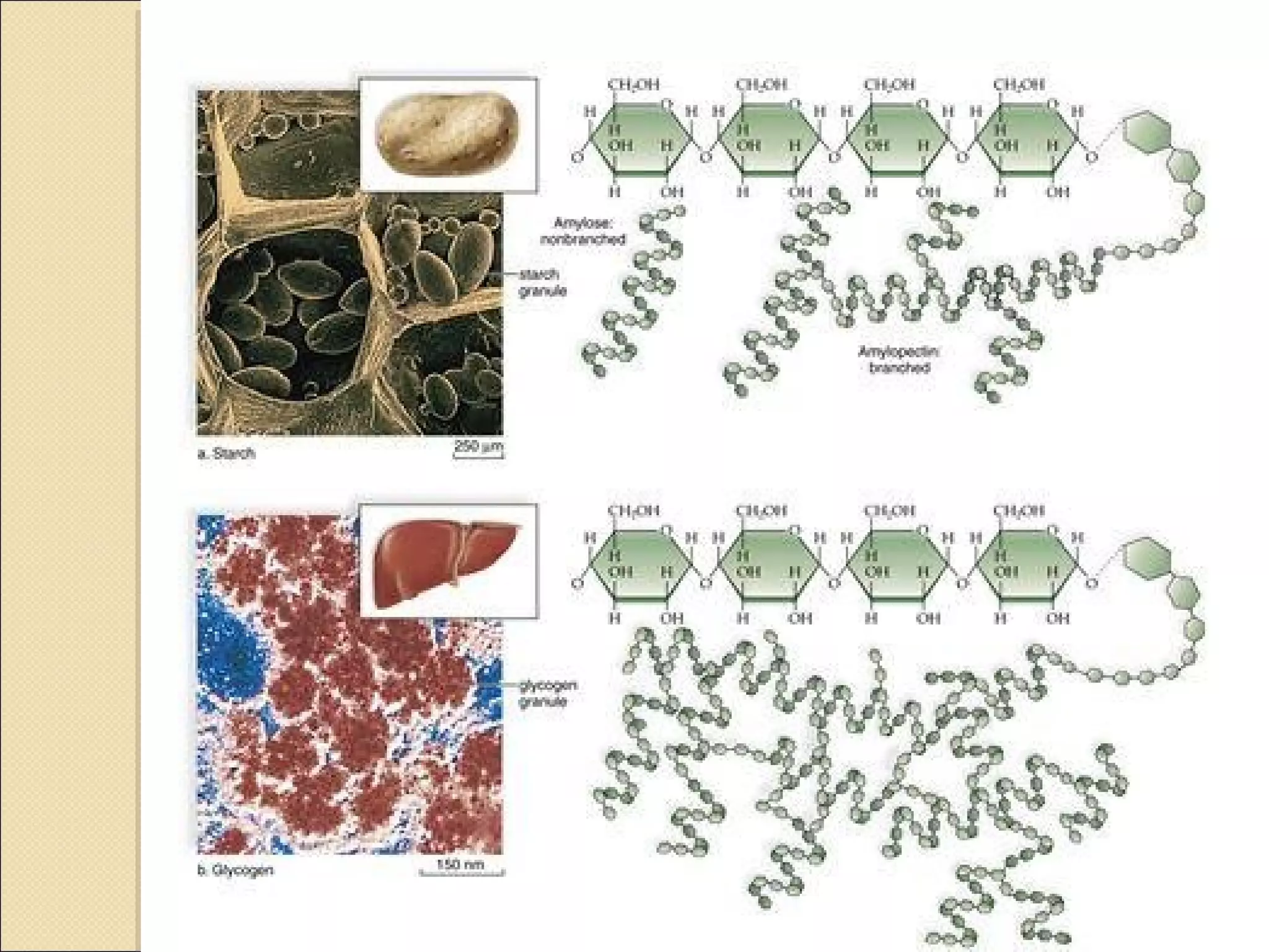 Biological molecules | PPT