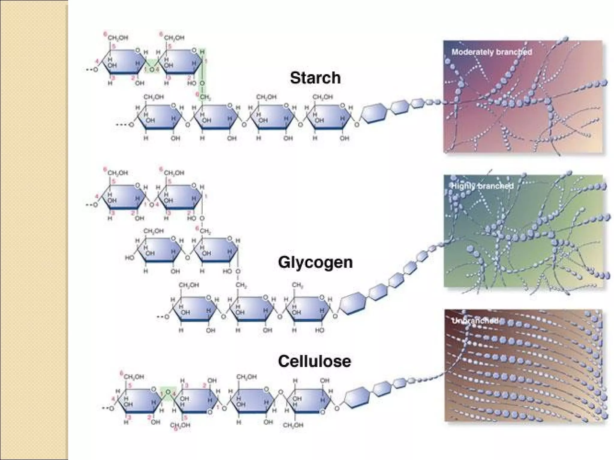 Biological molecules | PPT