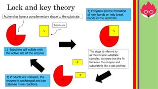IGCSE Biology Edexcel (9-1) Biological molecules | PPTX