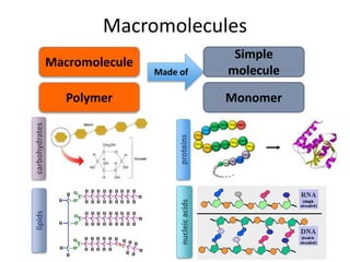 Biological molecules you can use to explain AS level Bio.pptx ...