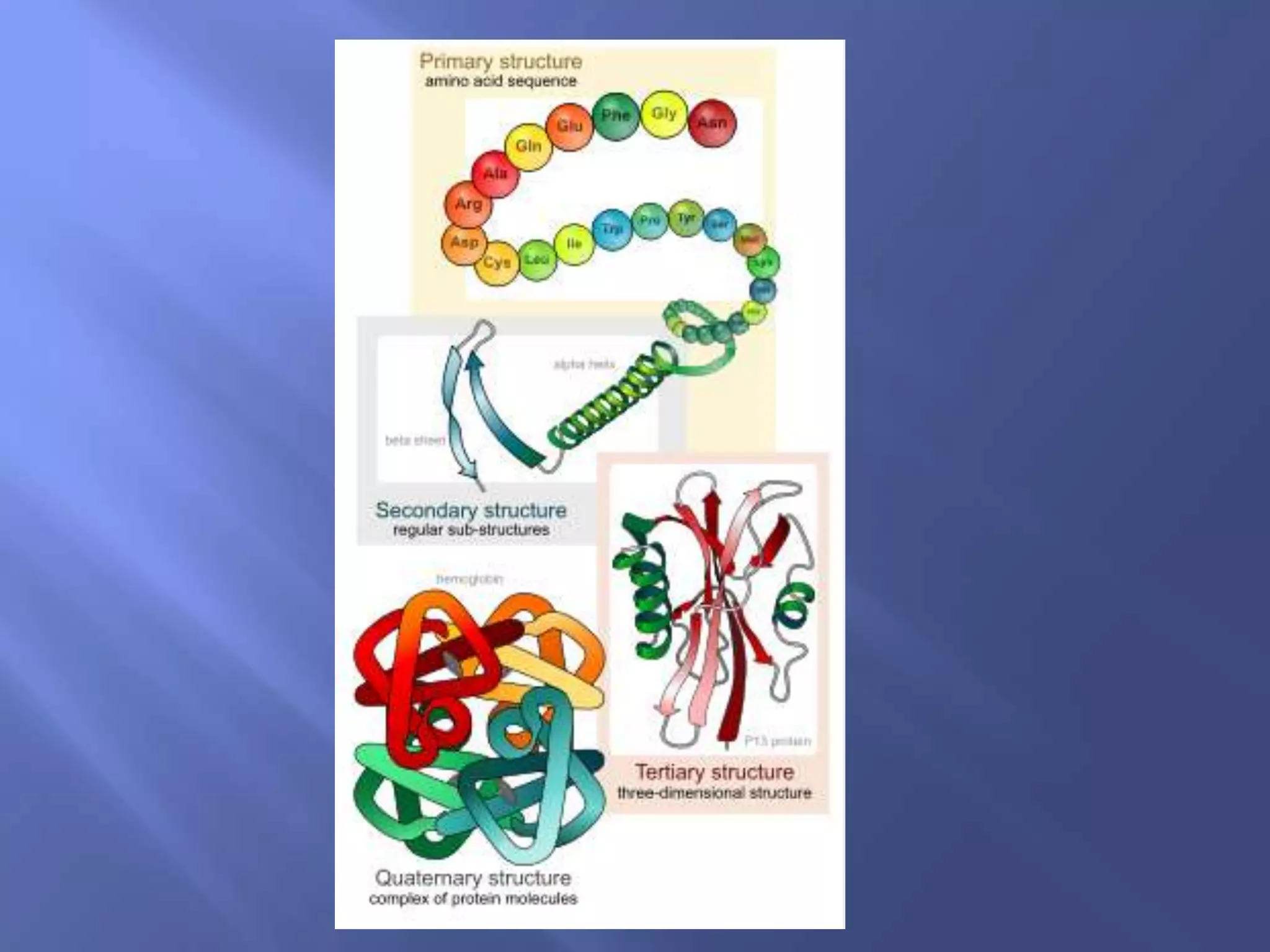 Biological molecules (Carbohydrates and Lipids) water and Proteins ...