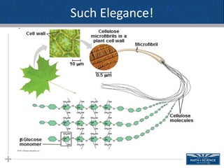 BIOLOGY: BIOLOGICAL MOLECULES (Macro structure and function).pptx
