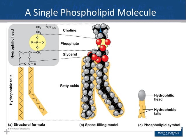 BIOLOGY: BIOLOGICAL MOLECULES (Macro structure and function).pptx