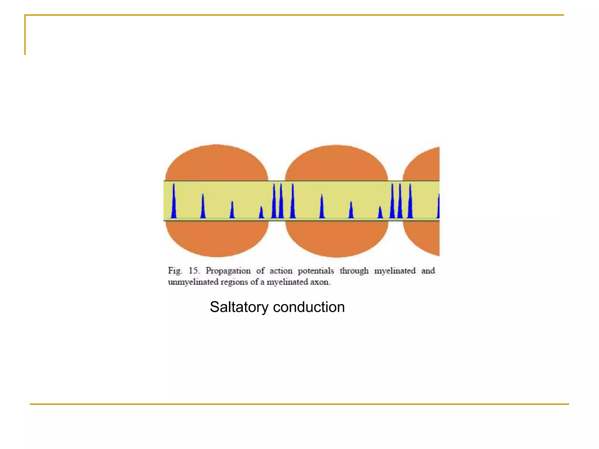 biological neurons, and synaptic junctions.ppt