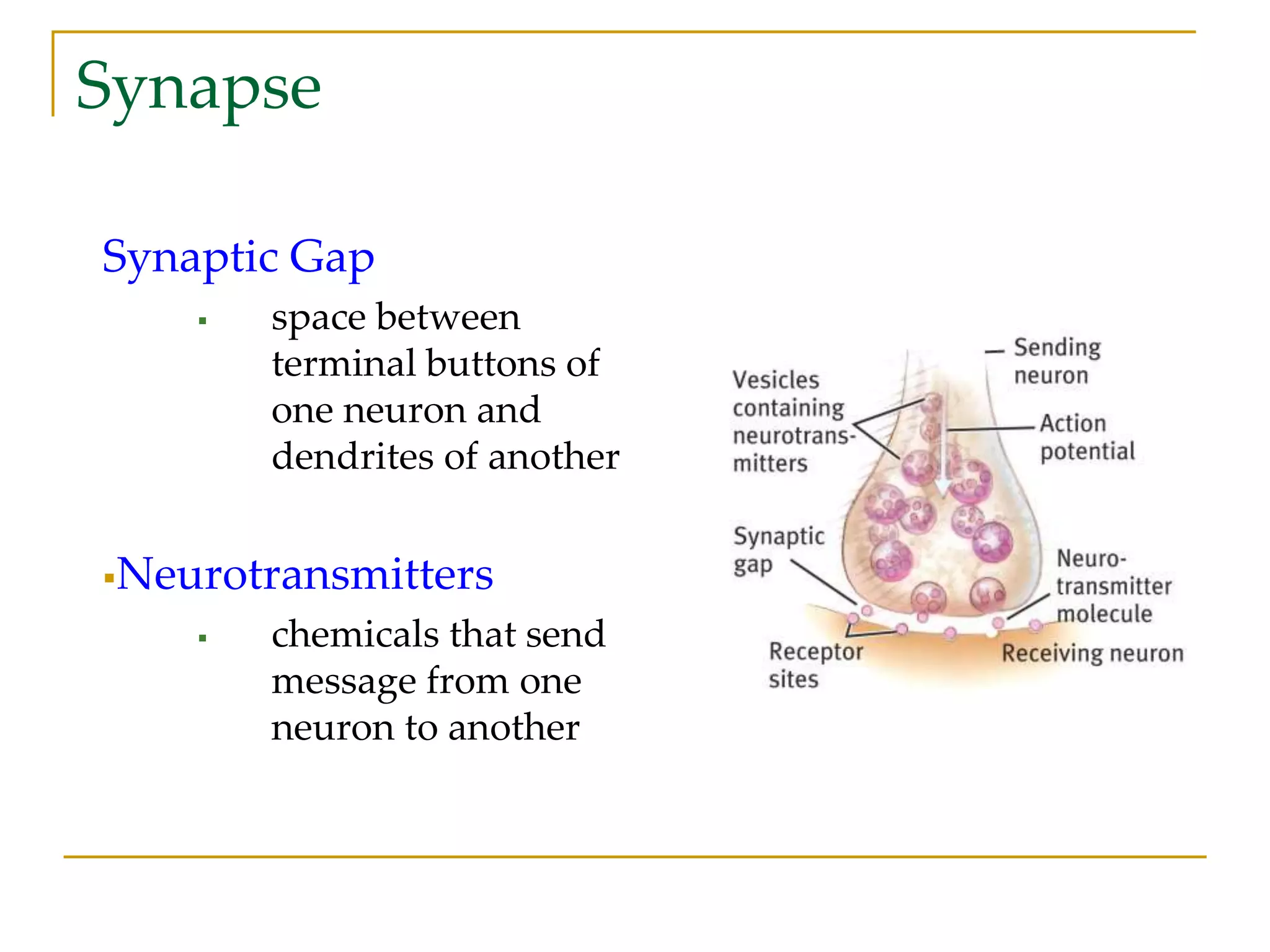 biological neurons, and synaptic junctions.ppt