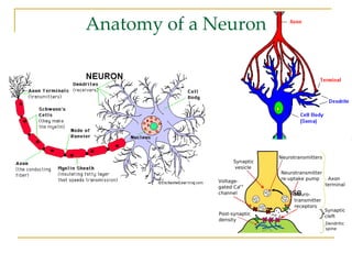 Synapse Neuron Diagram