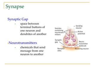 biological neurons, and synaptic junctions.ppt