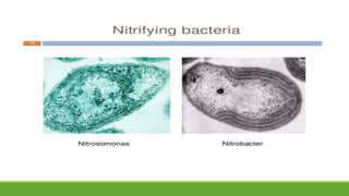 Biological nitrification | PPTX