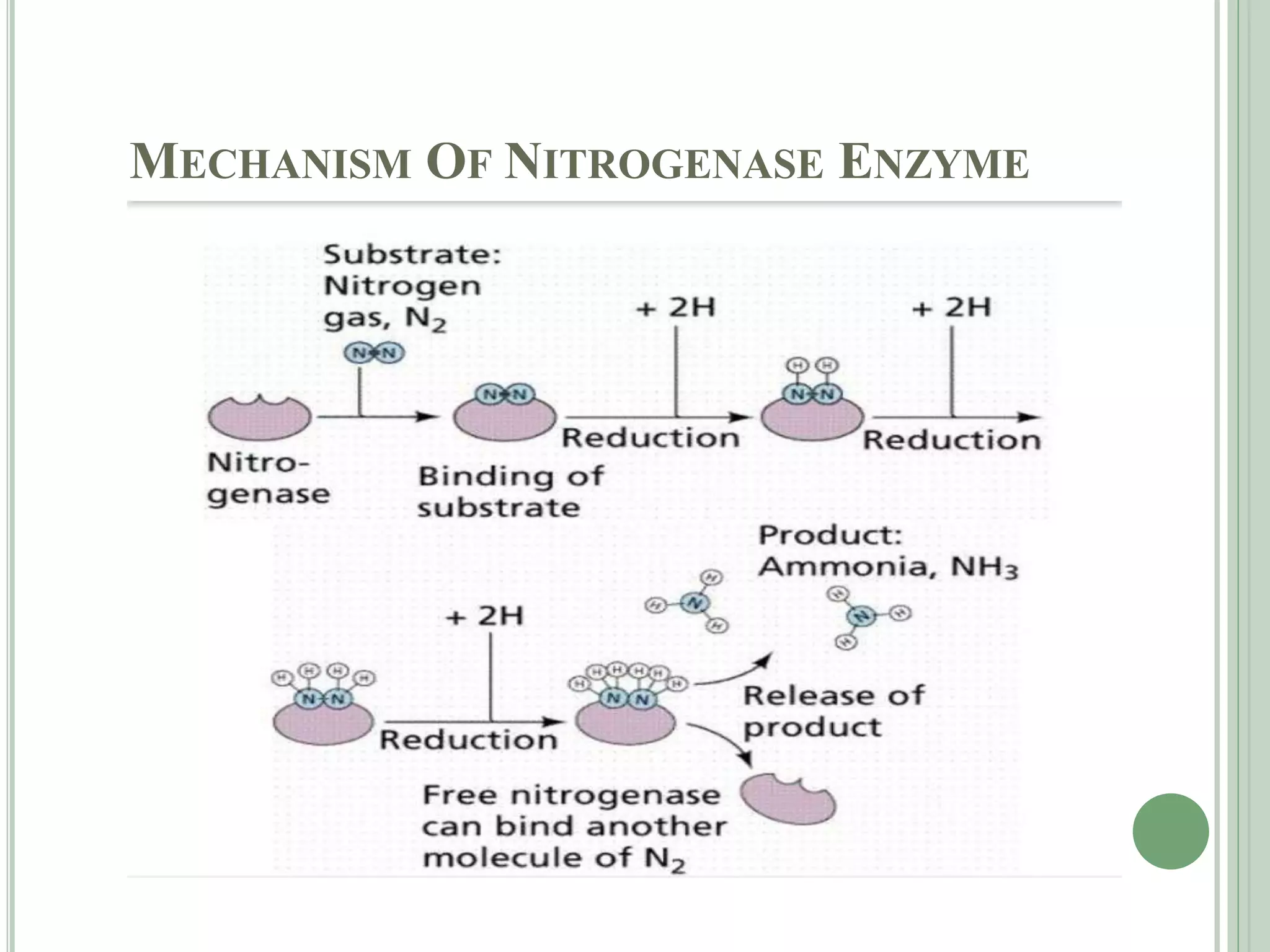 Biological nitrogen fixation | PPTX