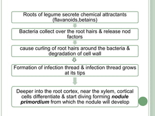 Biological nitrogen fixation | PPTX