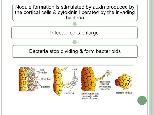 Biological Nitrogen Fixation Pptx