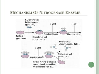 Biological nitrogen fixation | PPTX