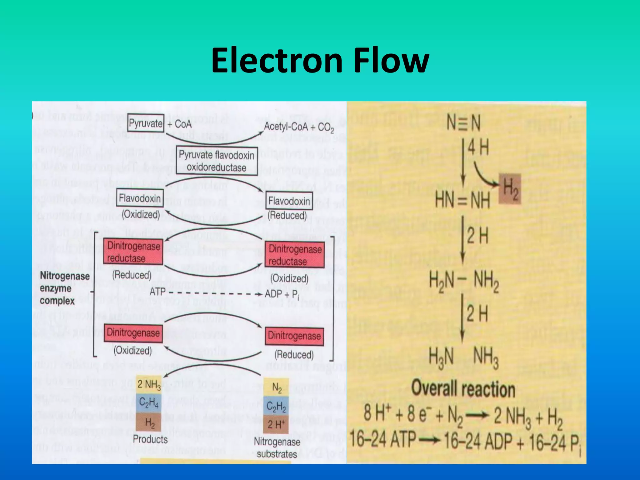 Biological nitrogen fixation | PDF