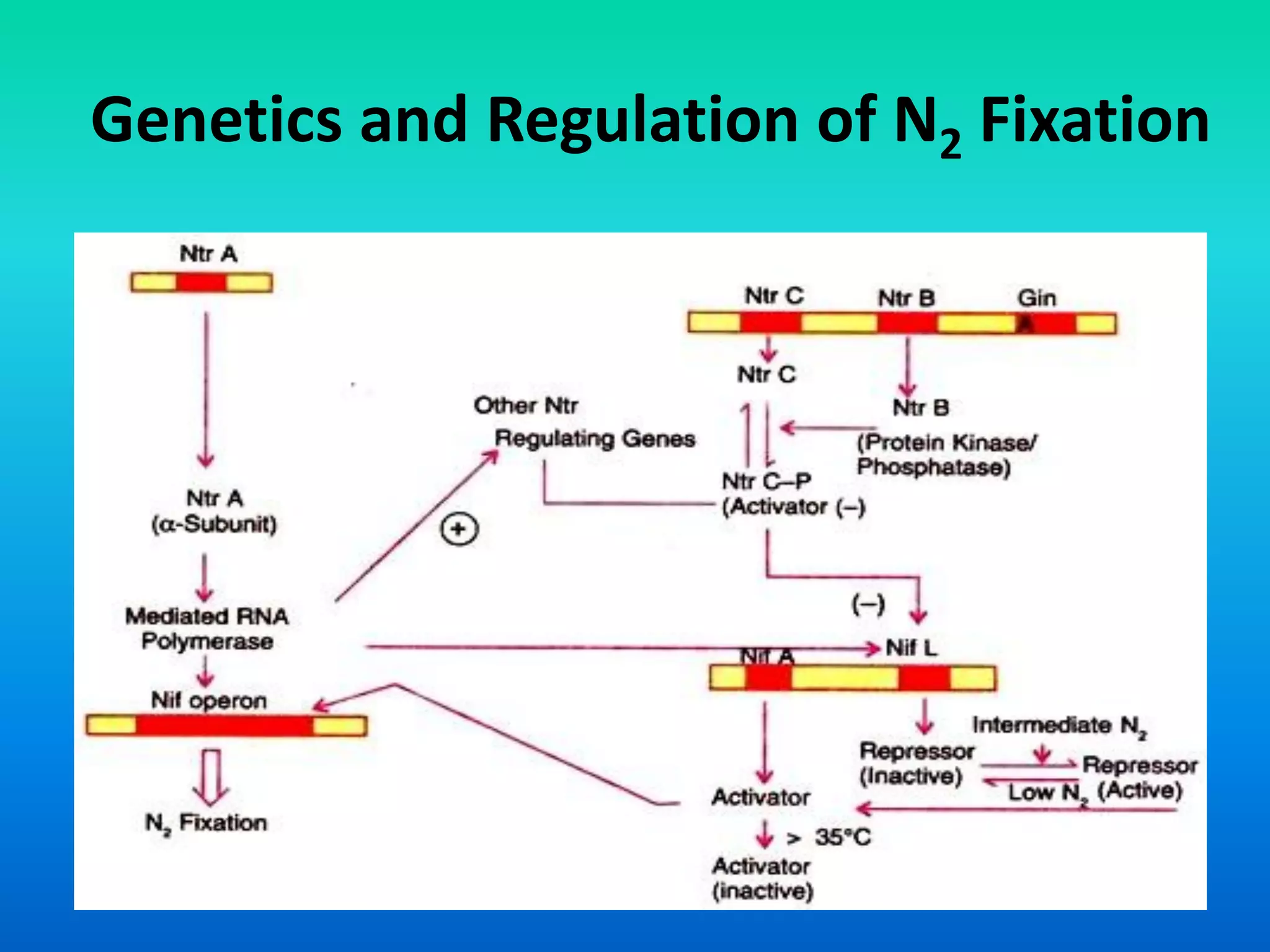 Biological nitrogen fixation | PDF