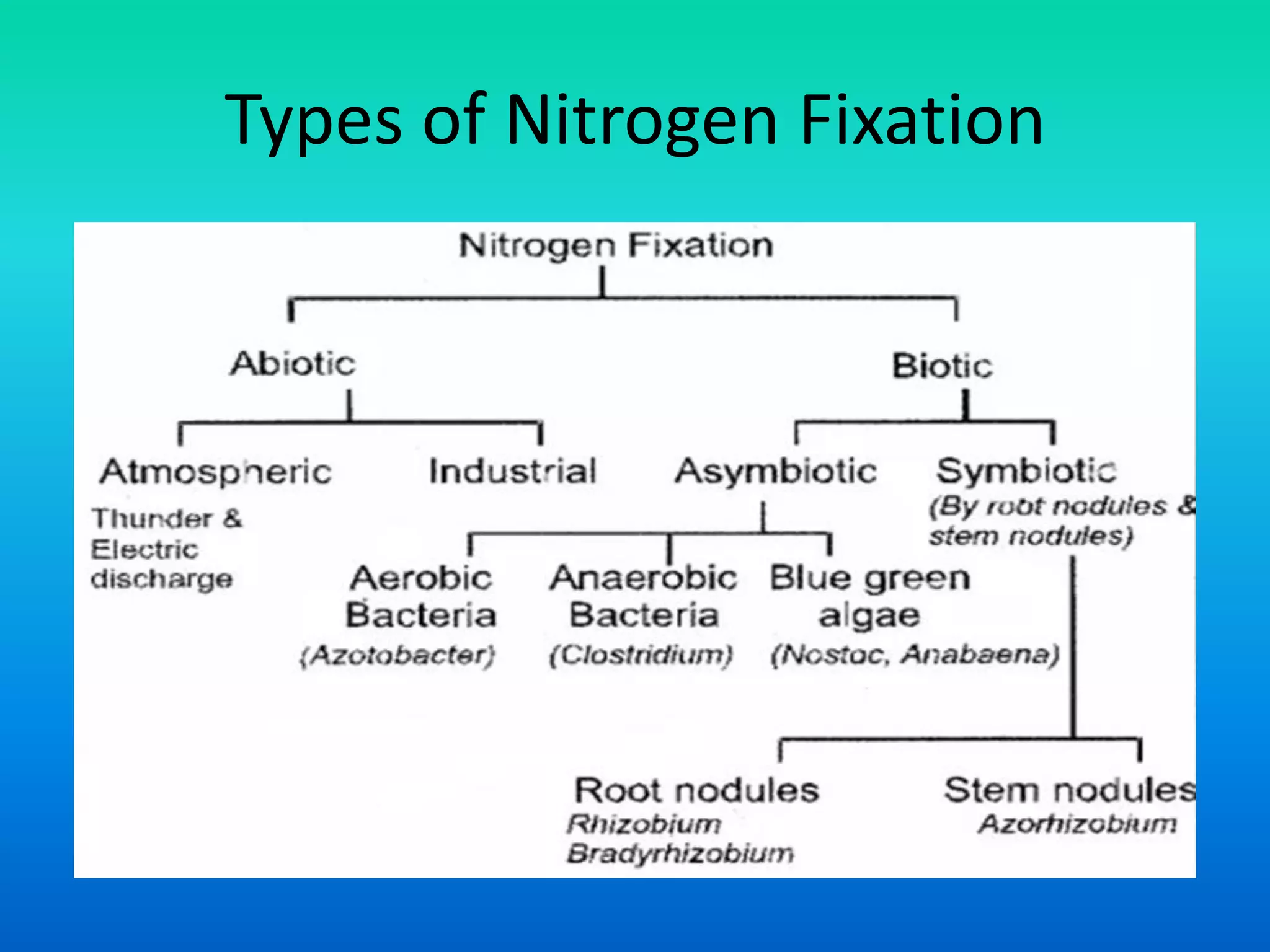 Biological nitrogen fixation | PDF