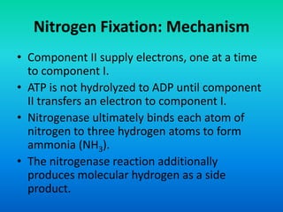 Biological nitrogen fixation | PDF
