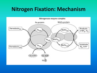 Biological nitrogen fixation | PDF