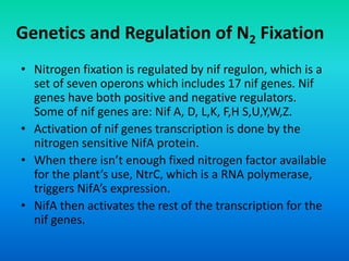Biological nitrogen fixation | PDF