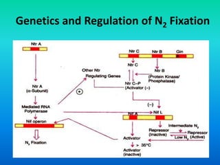 Biological nitrogen fixation | PDF