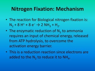 Biological nitrogen fixation | PDF