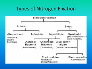 Biological nitrogen fixation | PPT