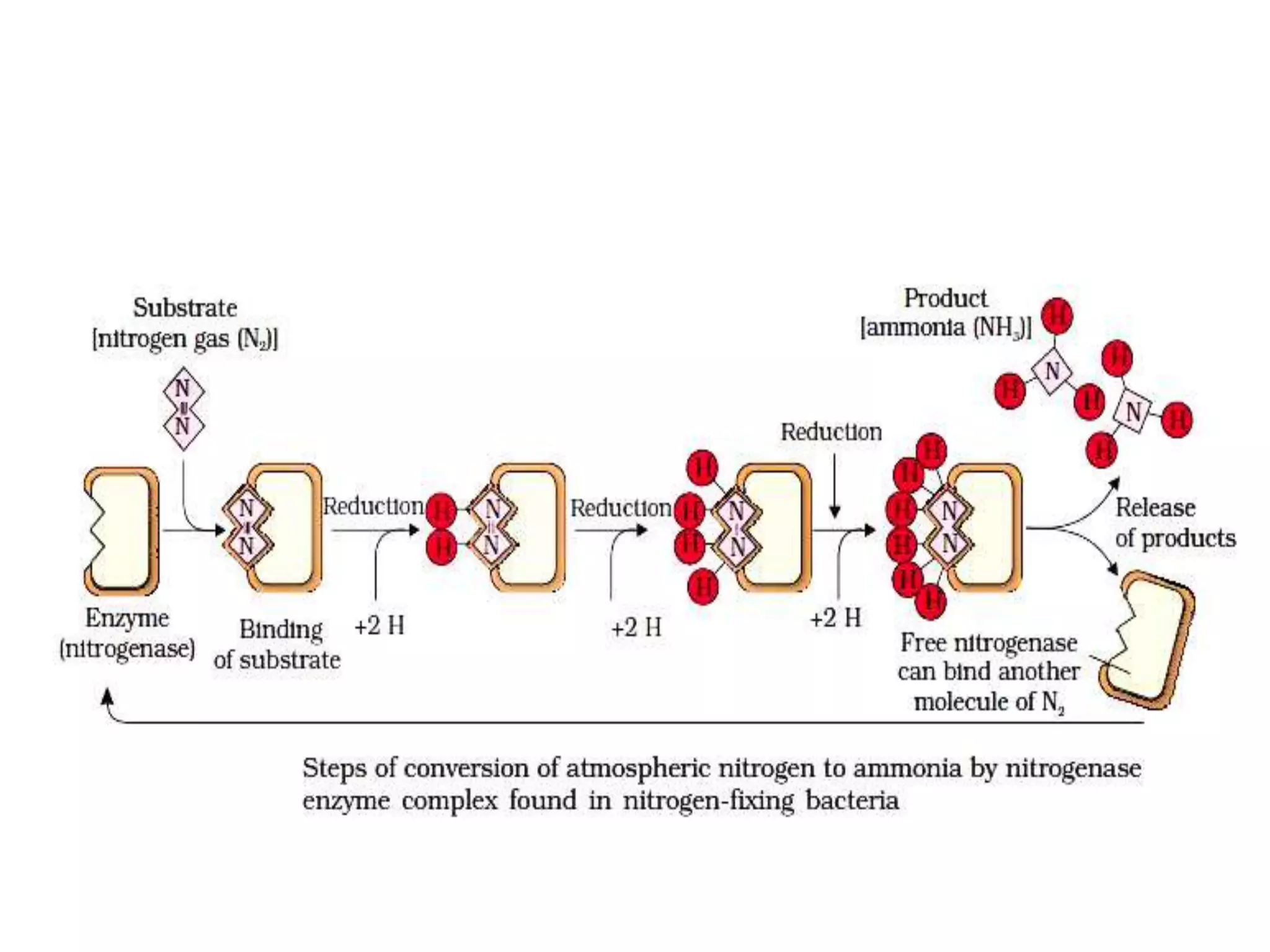 Biological nitrogen fixation, Nitrification Ammonification ...