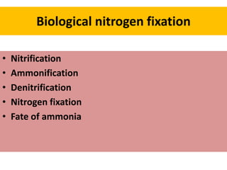 Ammonification