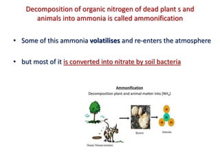 Ammonification Nitrogen Cycle