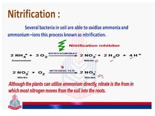 Ammonification Reaction
