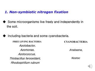 Biological nitrogen fixation | PPT