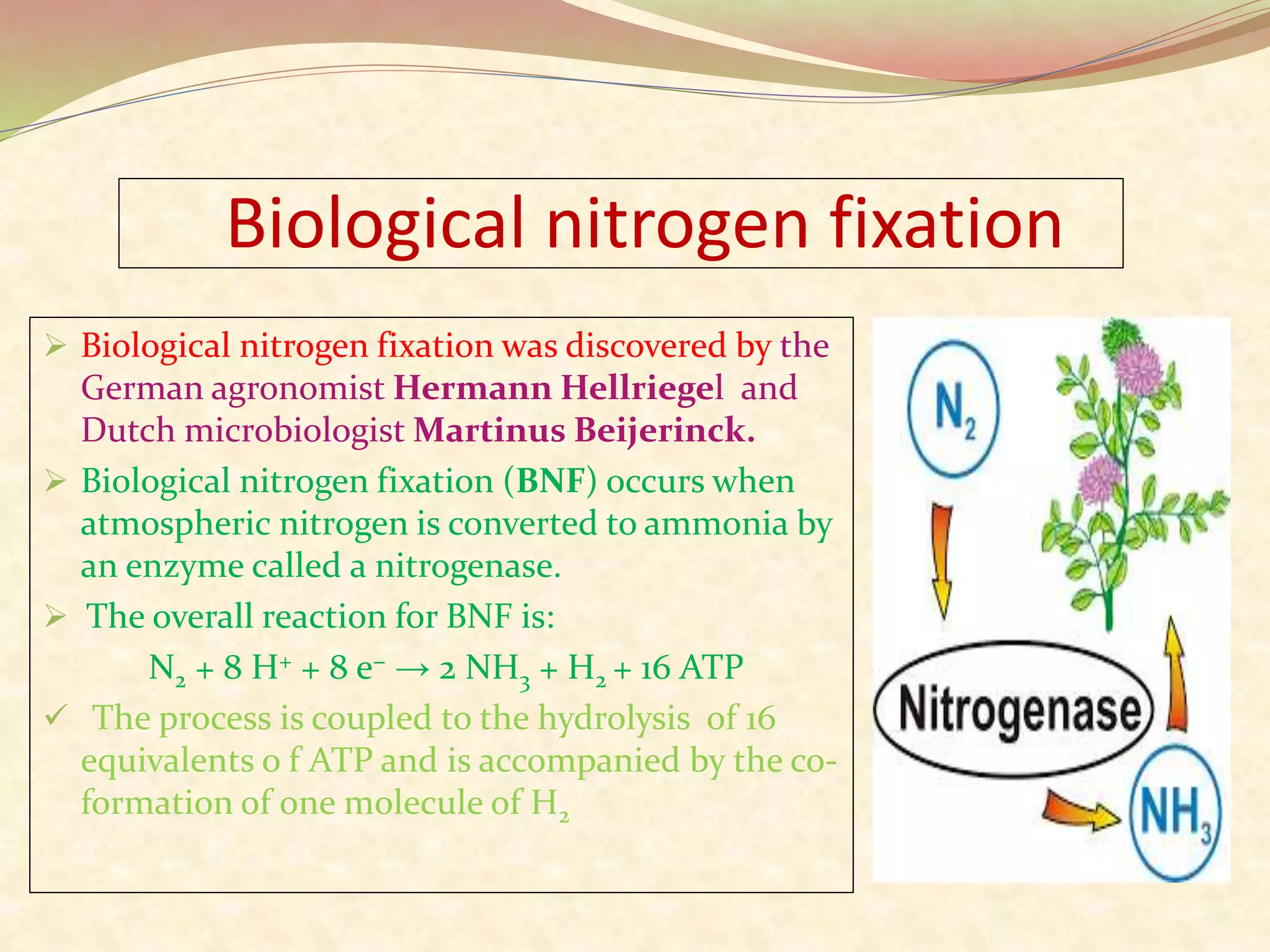 Biological nitrogen fixation.pptx