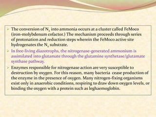 Biological nitrogen fixation.pptx