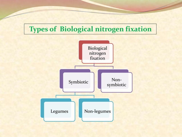 Biological nitrogen fixation.pptx | Gardening | Home & Garden