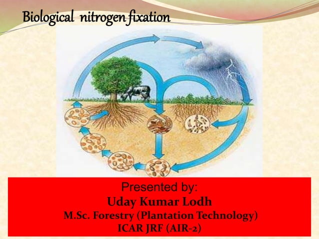 Biological nitrogen fixation.pptx | Gardening | Home & Garden