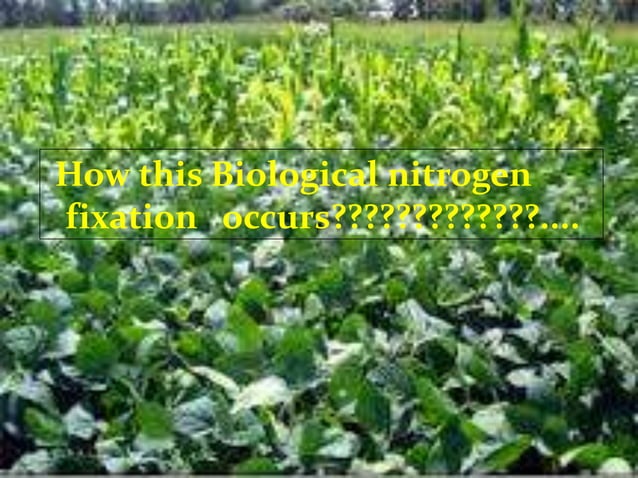 Biological nitrogen fixation.pptx | Gardening | Home & Garden