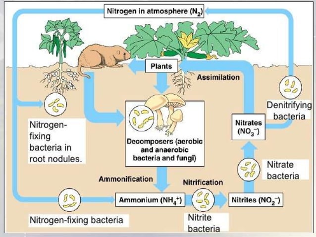 Biological nitrogen fixation.pptx | Gardening | Home & Garden