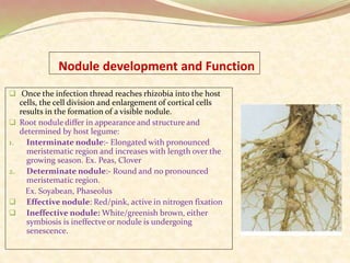 Biological nitrogen fixation.pptx
