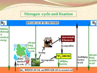 Biological nitrogen fixation.pptx