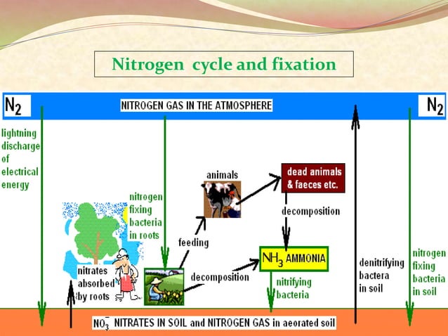 Biological nitrogen fixation.pptx | Gardening | Home & Garden