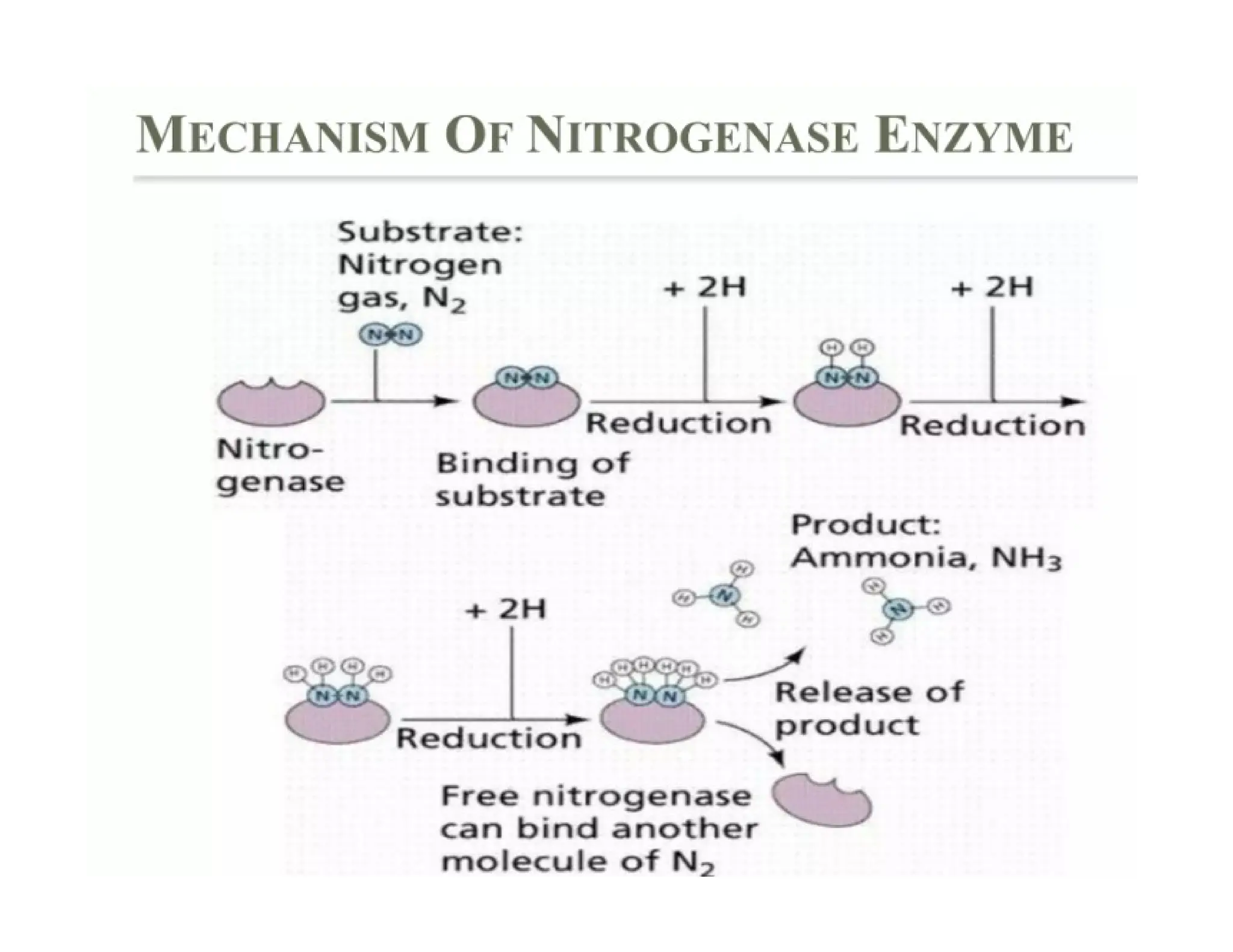 biological_nitrogen_fixation.Genetic Mechanismpptx | PPTX