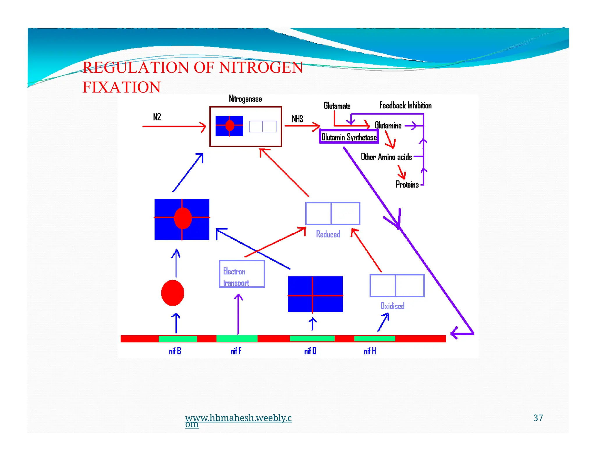 biological_nitrogen_fixation.Genetic Mechanismpptx | PPTX