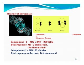 biological_nitrogen_fixation.Genetic Mechanismpptx | PPT