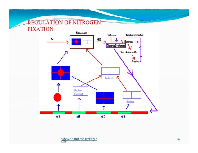 biological_nitrogen_fixation.Genetic Mechanismpptx | PPTX