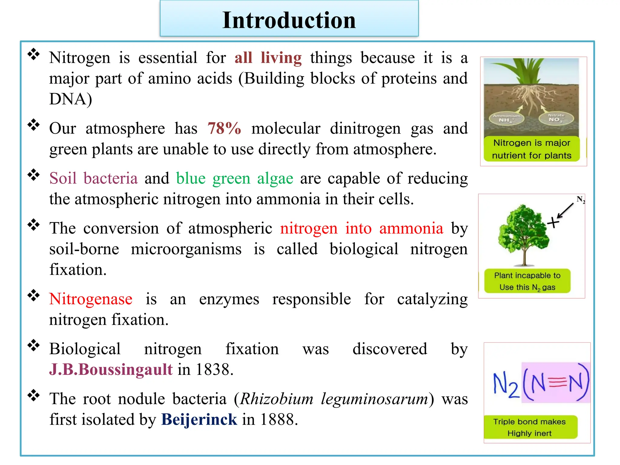 Nirrogen Fixation and Biological Nitrogen Fixation.pptx