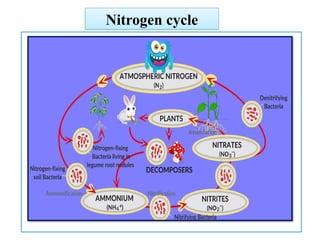 Nirrogen Fixation and Biological Nitrogen Fixation.pptx
