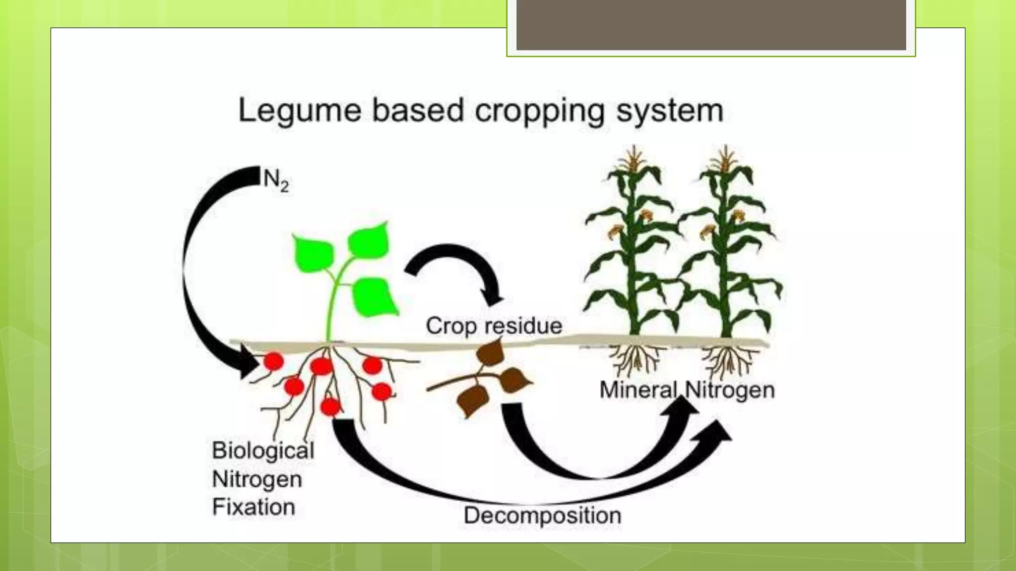 Biological Nitrogen Fixation | PPTX